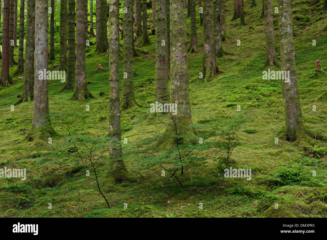 Tree trunk trunks trees fern spruce spruces spruce forest pattern ...
