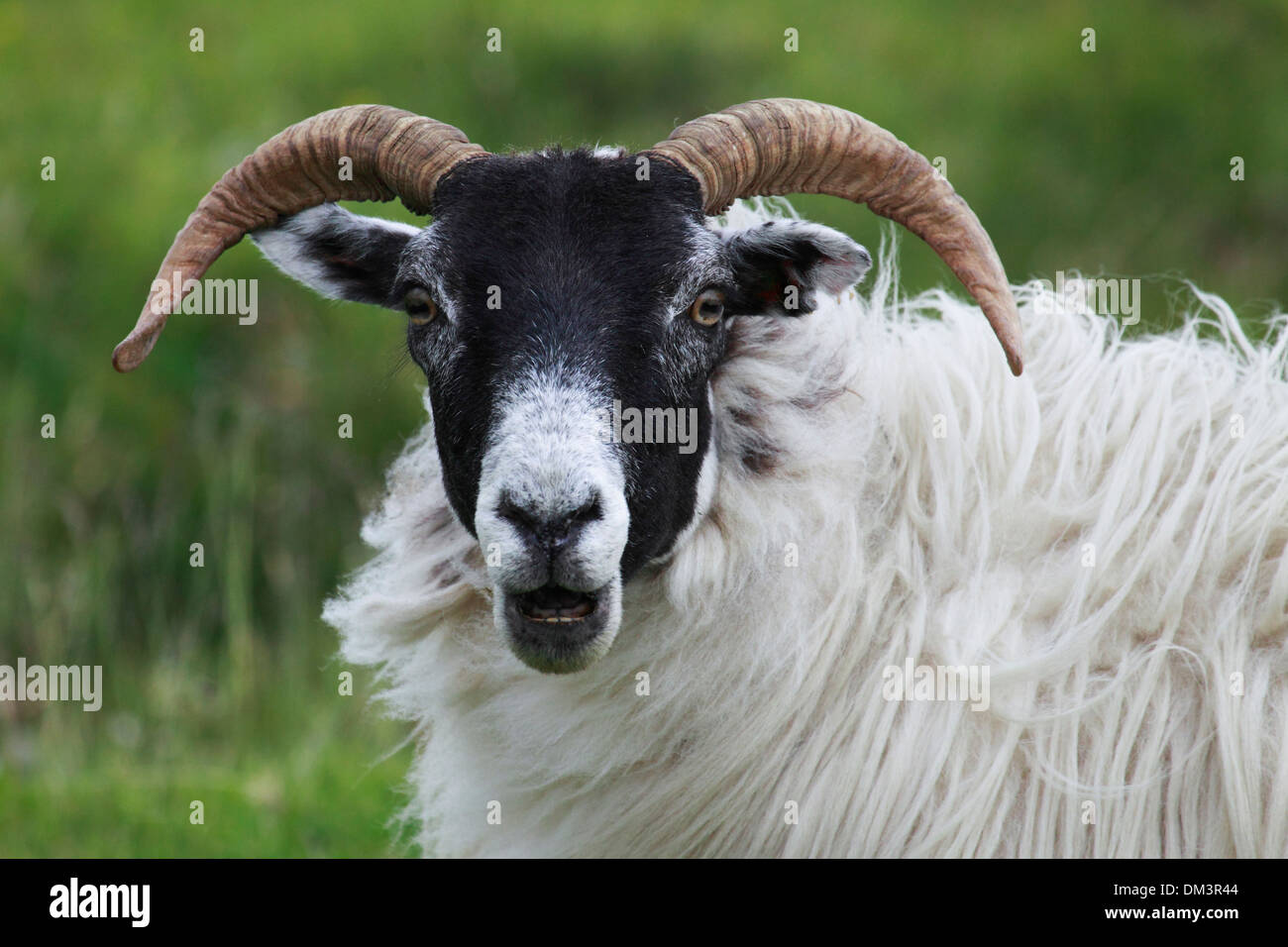 Scottish Sheep With Horns