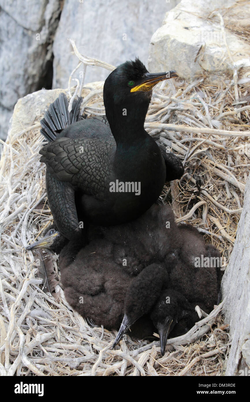 Brood brood place young new Jung's animal shag nest Phalacrocorax ...