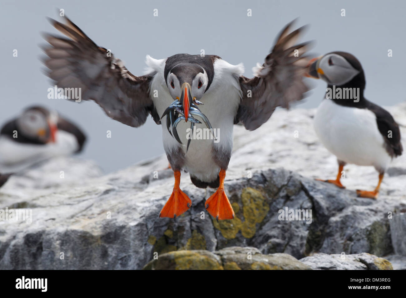 Clown bird hi-res stock photography and images - Alamy