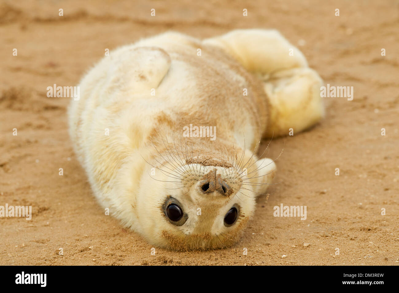 Seal Lying On Back High Resolution Stock Photography and Images - Alamy
