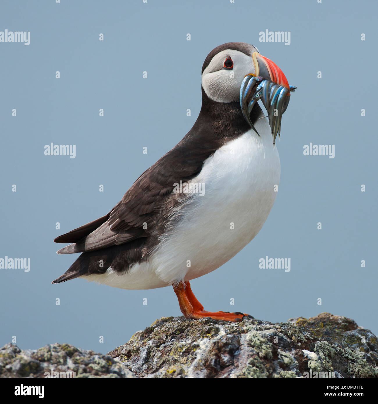 Puffin Eating