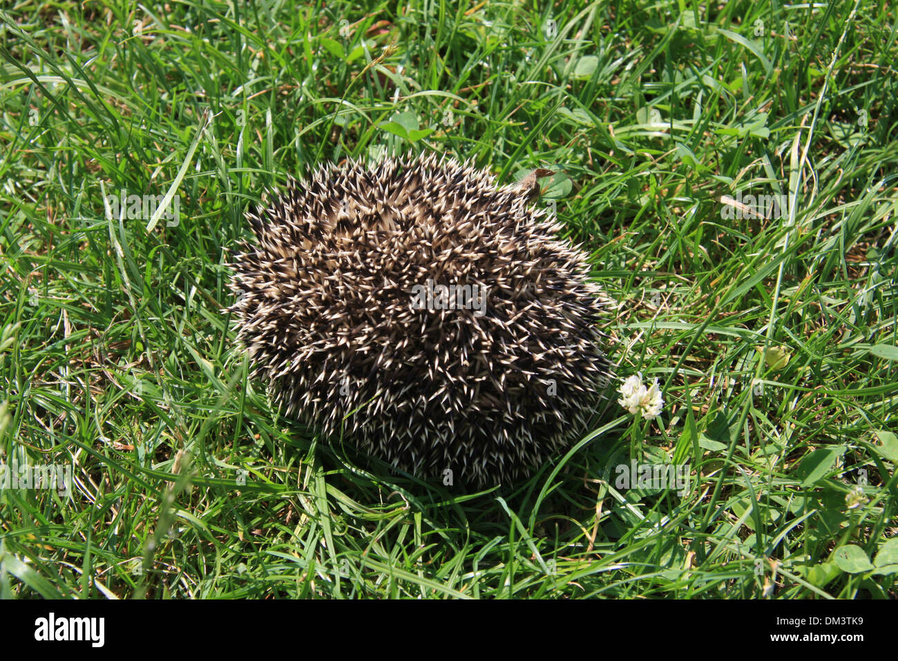 Animal, hedgehog, stings, prickles, rolled up, meadow Stock Photo - Alamy