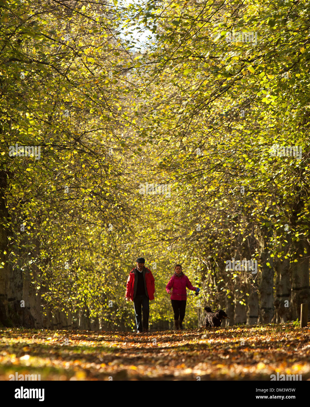 A couple walk along the Lime Tree Avenue at Clumber Park, near Worksop ...