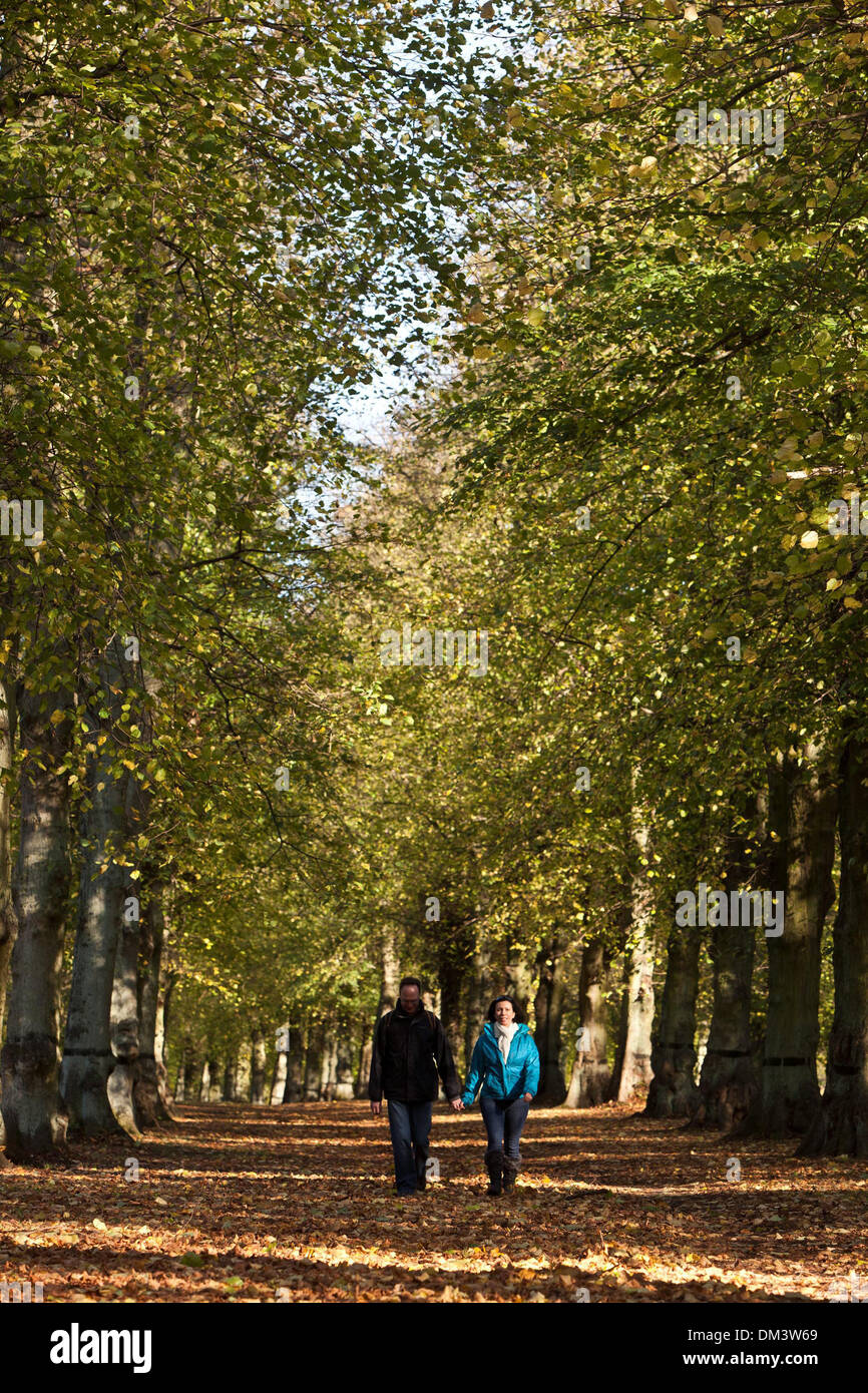 Lime tree walk hi-res stock photography and images - Alamy