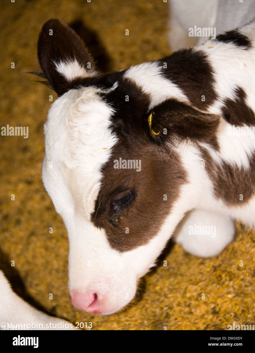 Newborn Black Calves