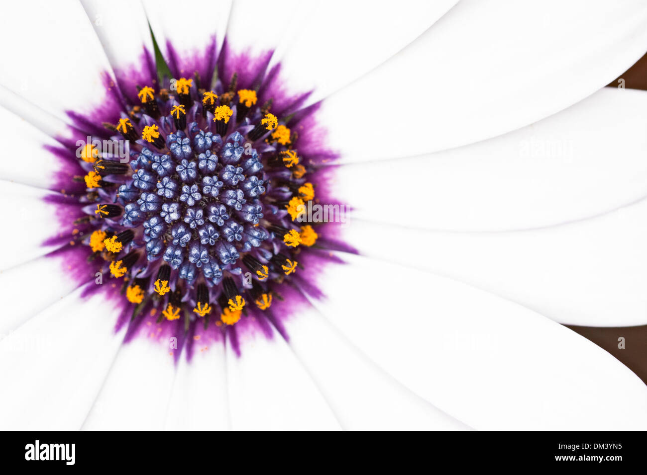 Flower head showing stigma and anther Stock Photo - Alamy