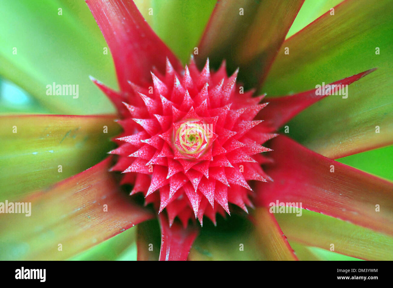 Striking red patterns hi-res stock photography and images - Alamy