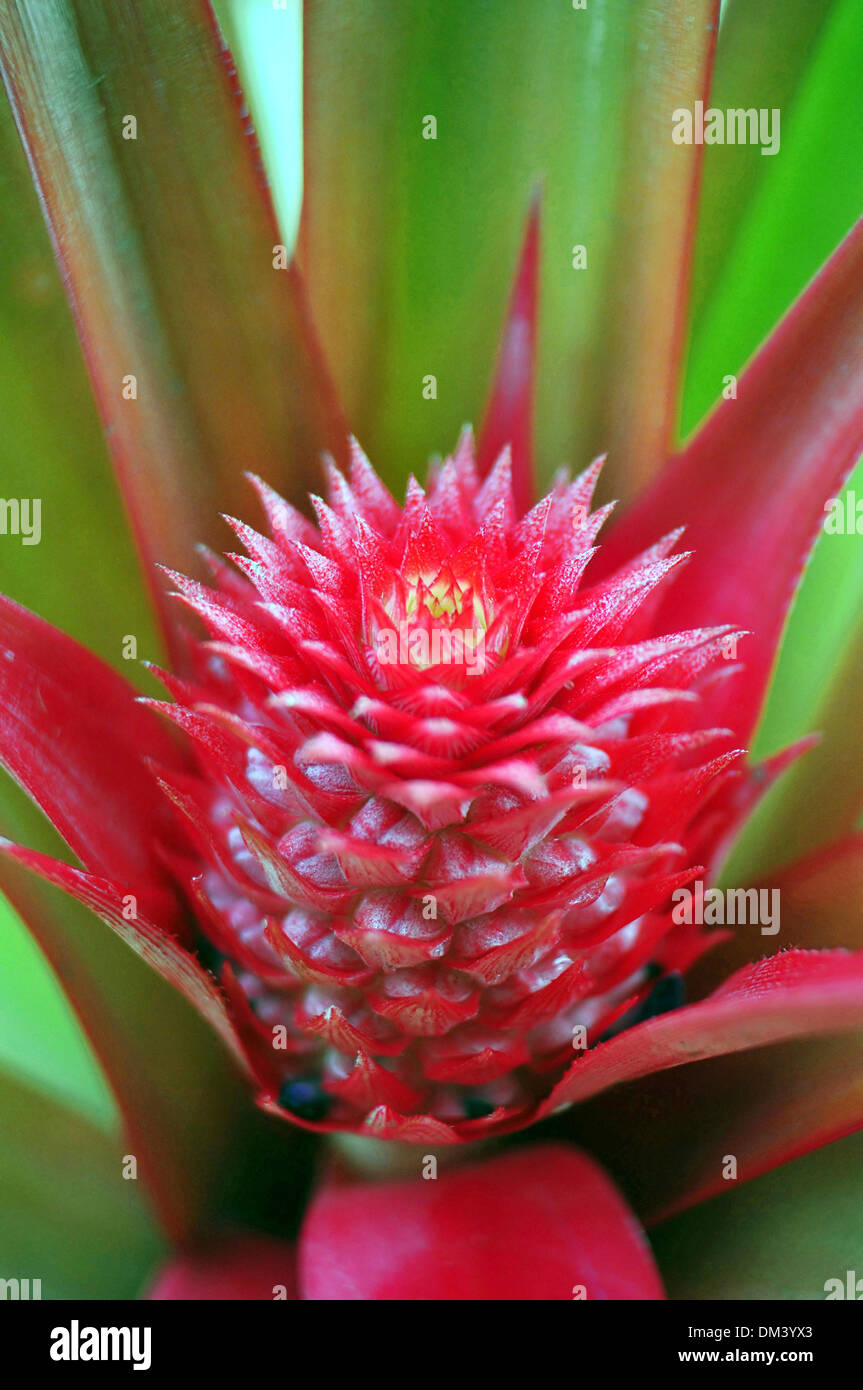 Sharp patterns hi-res stock photography and images - Alamy