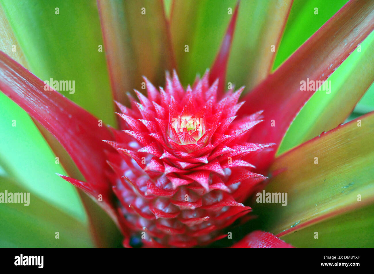Unique patterns of red hi-res stock photography and images - Alamy