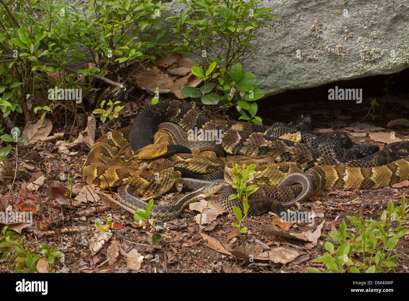 Timber rattlesnakes, Crotalus horridus, and common garter snake ...