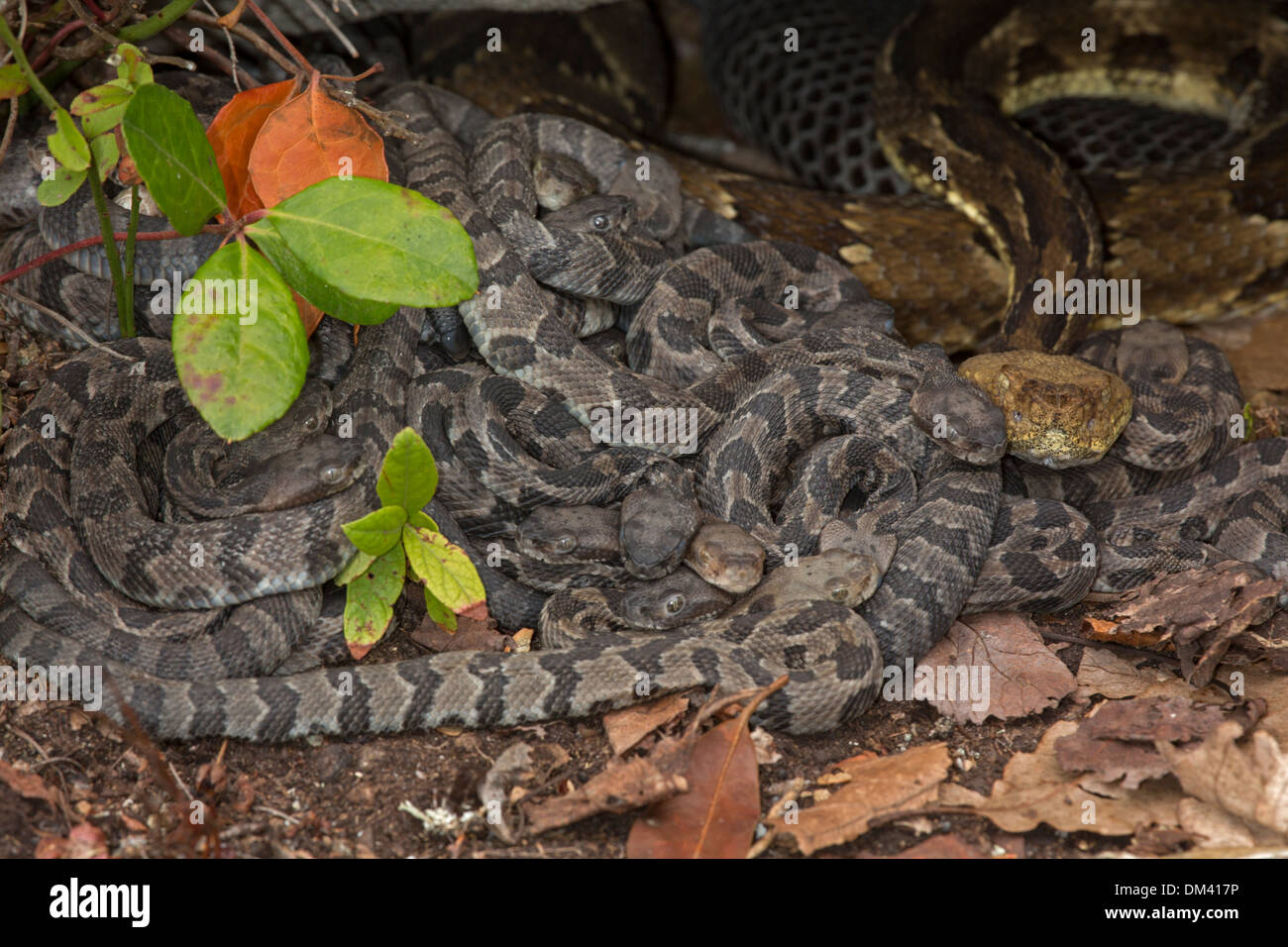 Timber rattlesnakes, Crotalus horridus, adult females and newborn young ...