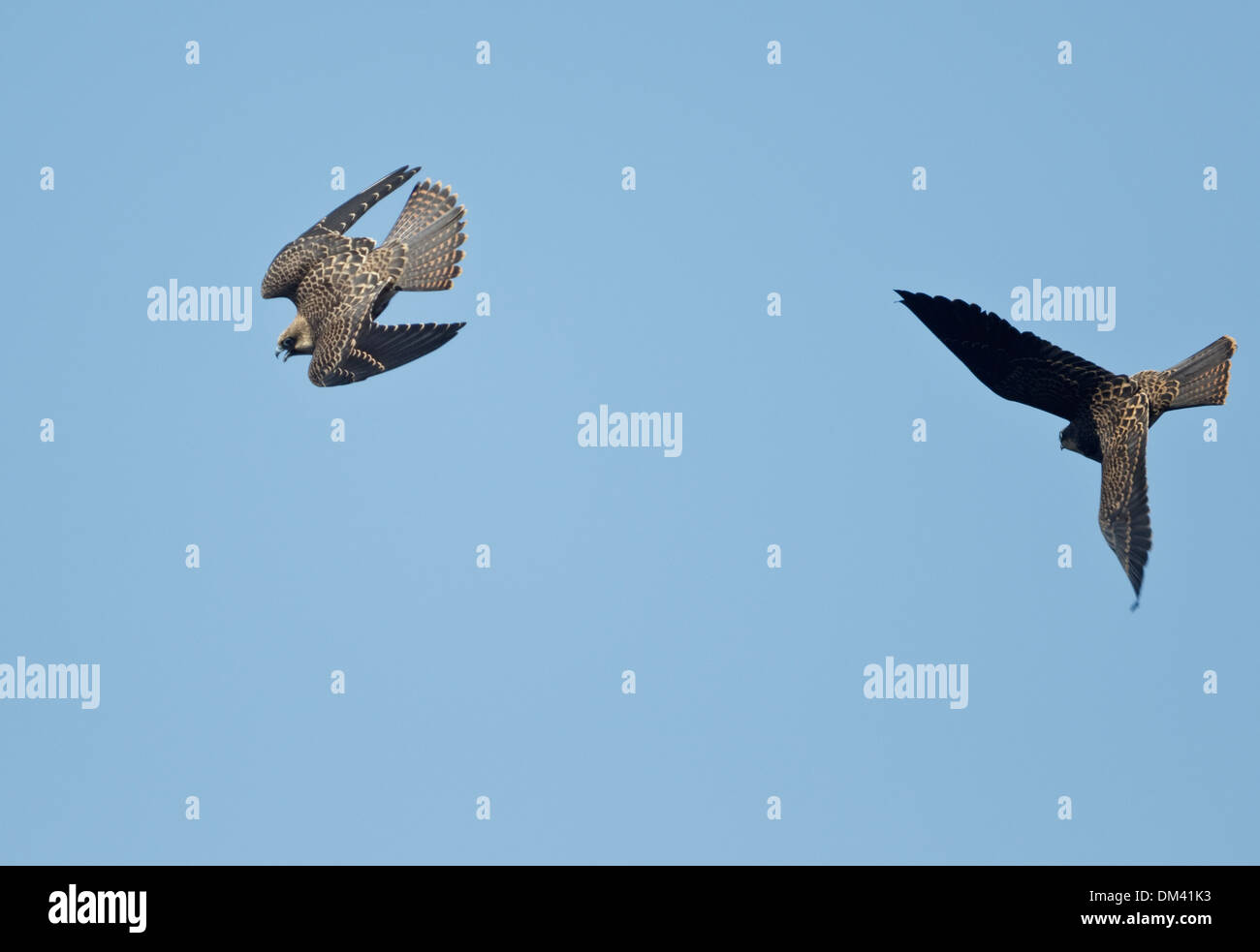 Eleonoras falcon hi-res stock photography and images - Alamy
