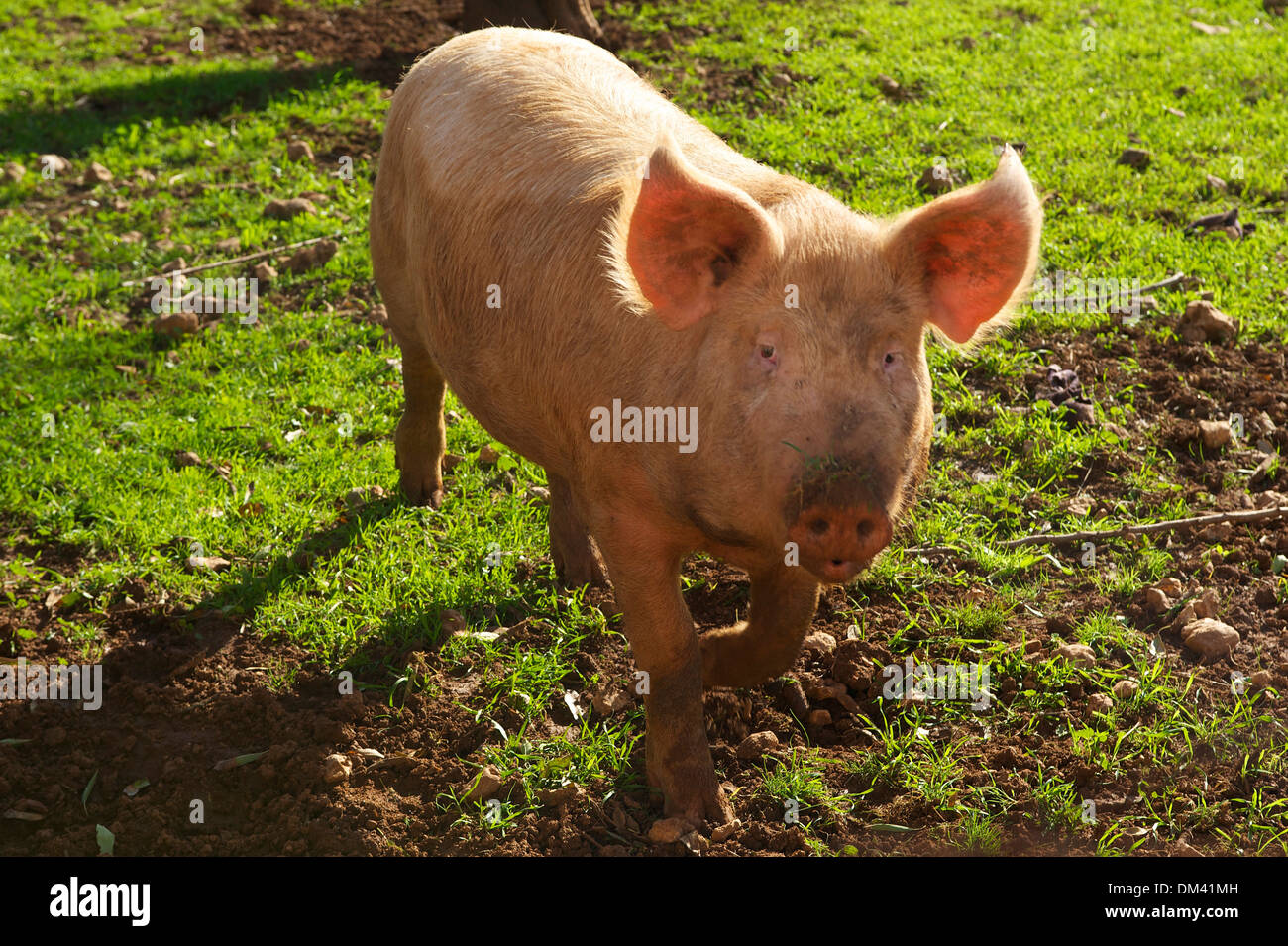 Balearic Islands, Majorca, Spain, Europe, pig, agriculture ...