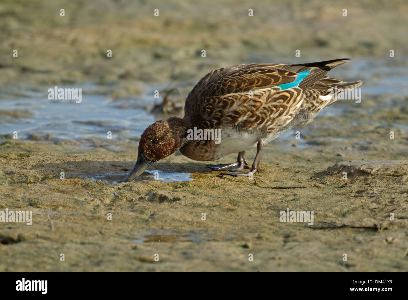 Eclipse Drake Blue Winged Teal
