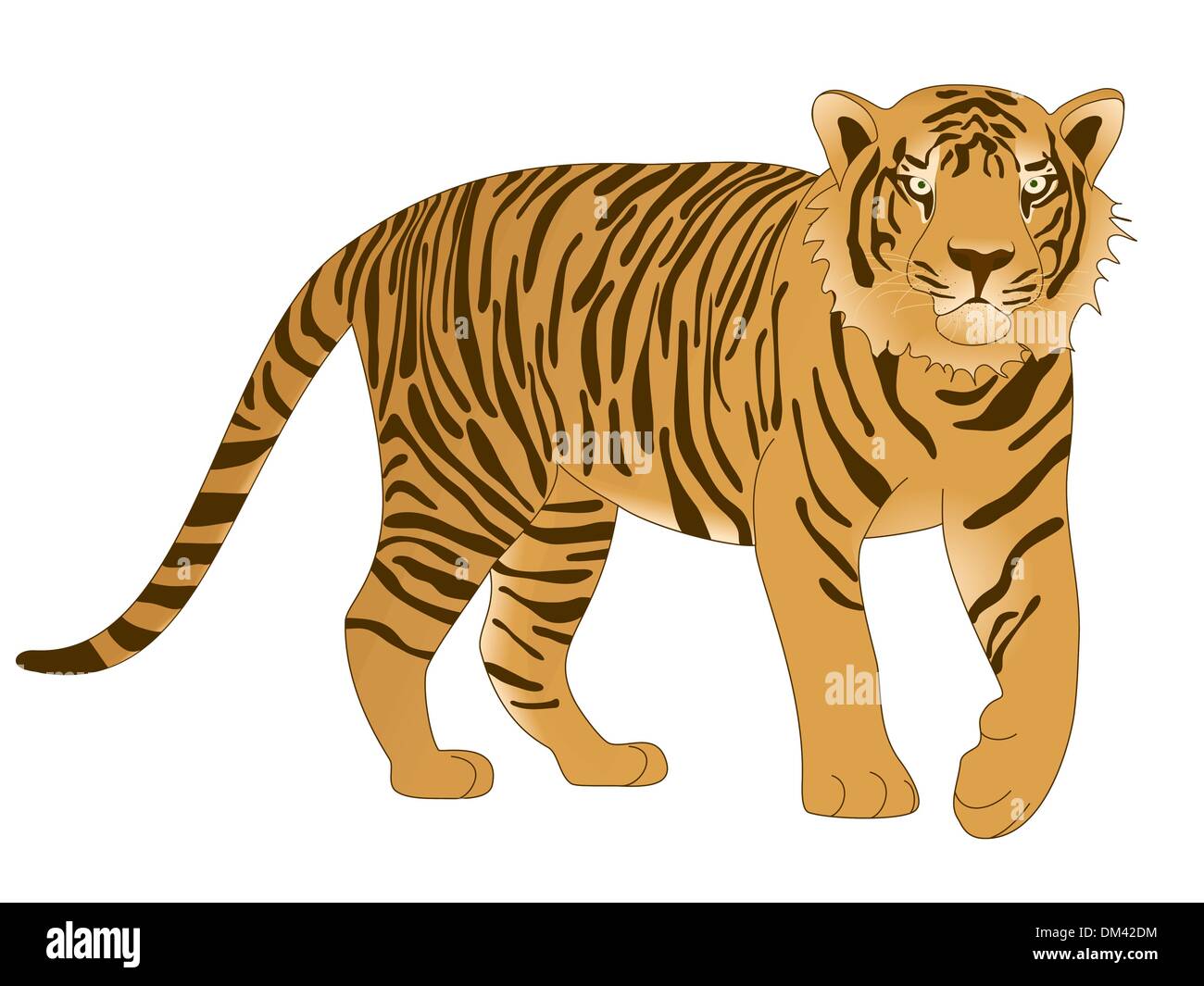 Tiger white background Stock Vector Images - Alamy