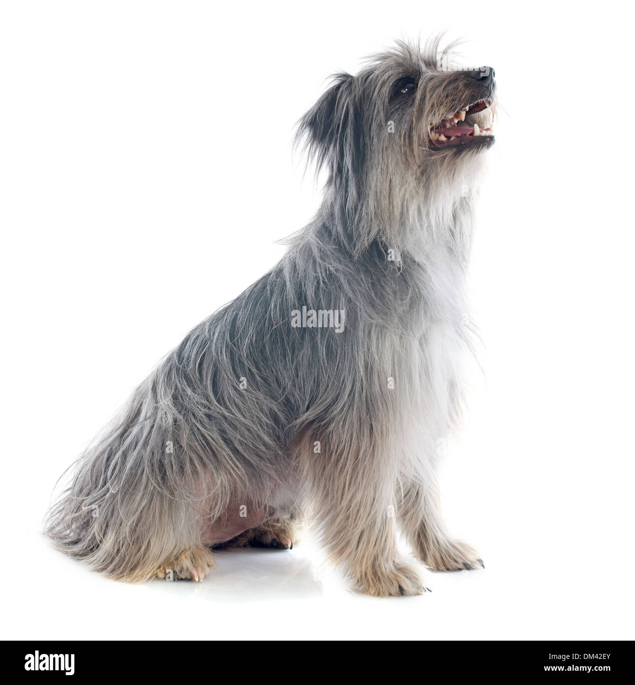 portrait of a pyrenean sheepdog in front of a white background Stock ...