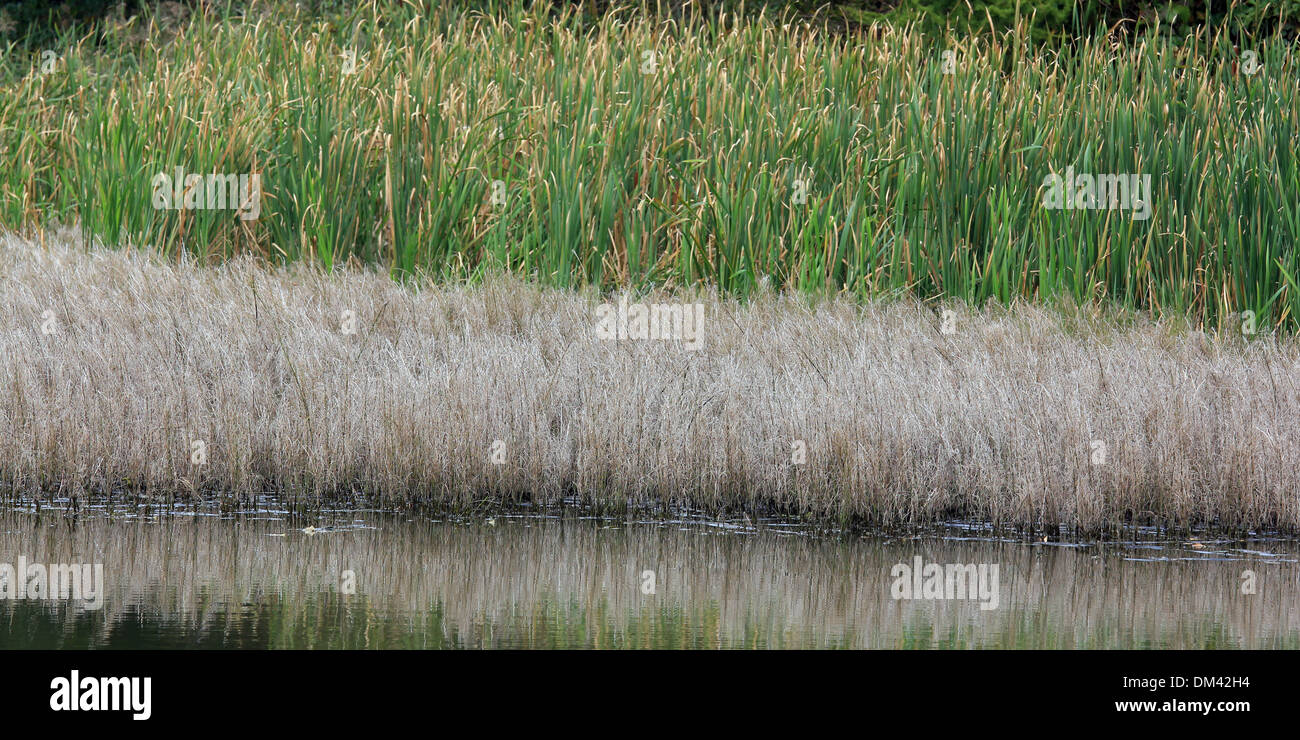 Levels of water vegetation at the shore of a lake: yellow grass and ...
