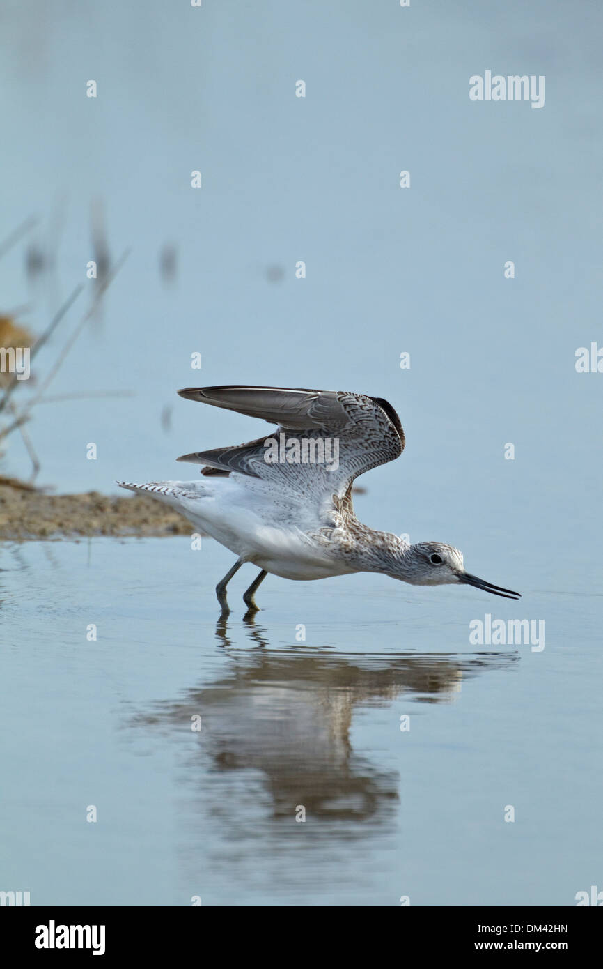 Common Greenshank (Tringa nebularia) stretching wings Stock Photo - Alamy