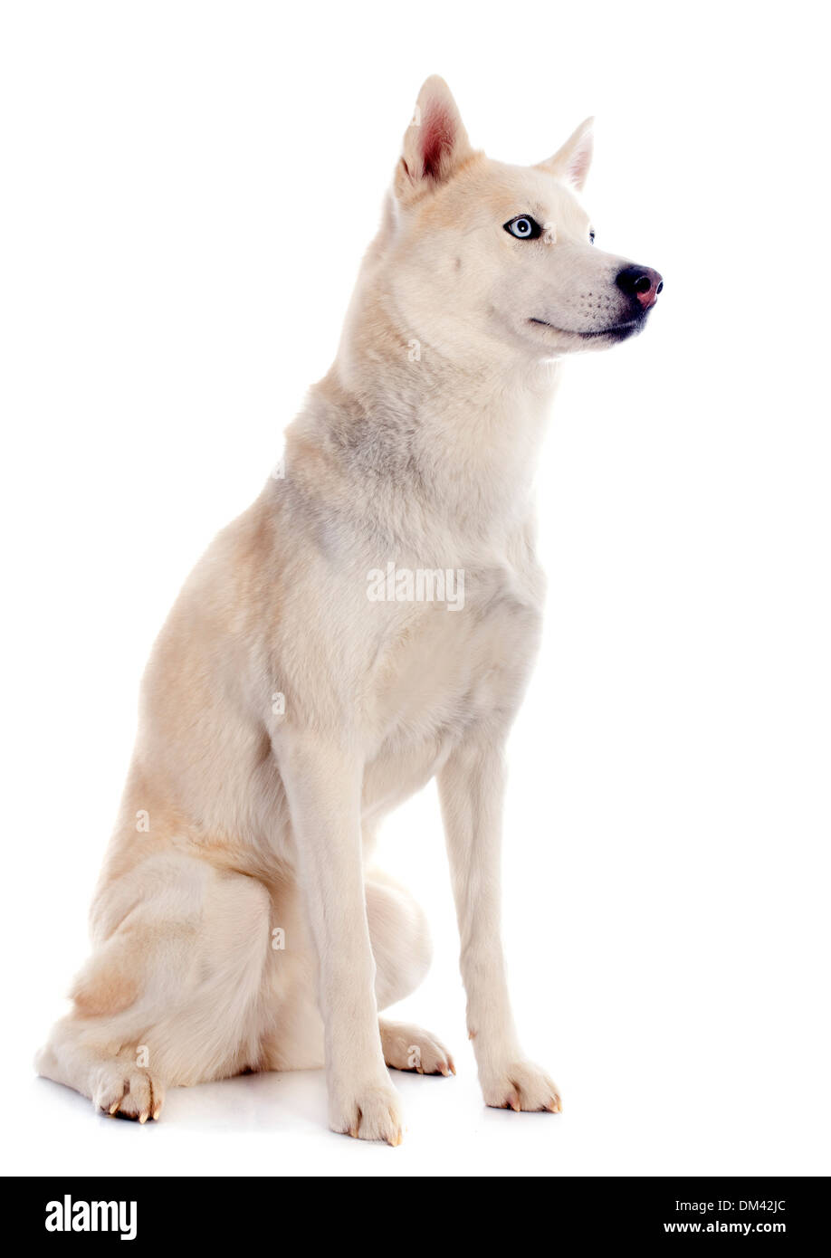 portrait of a beautiful purebred siberian husky Stock Photo - Alamy