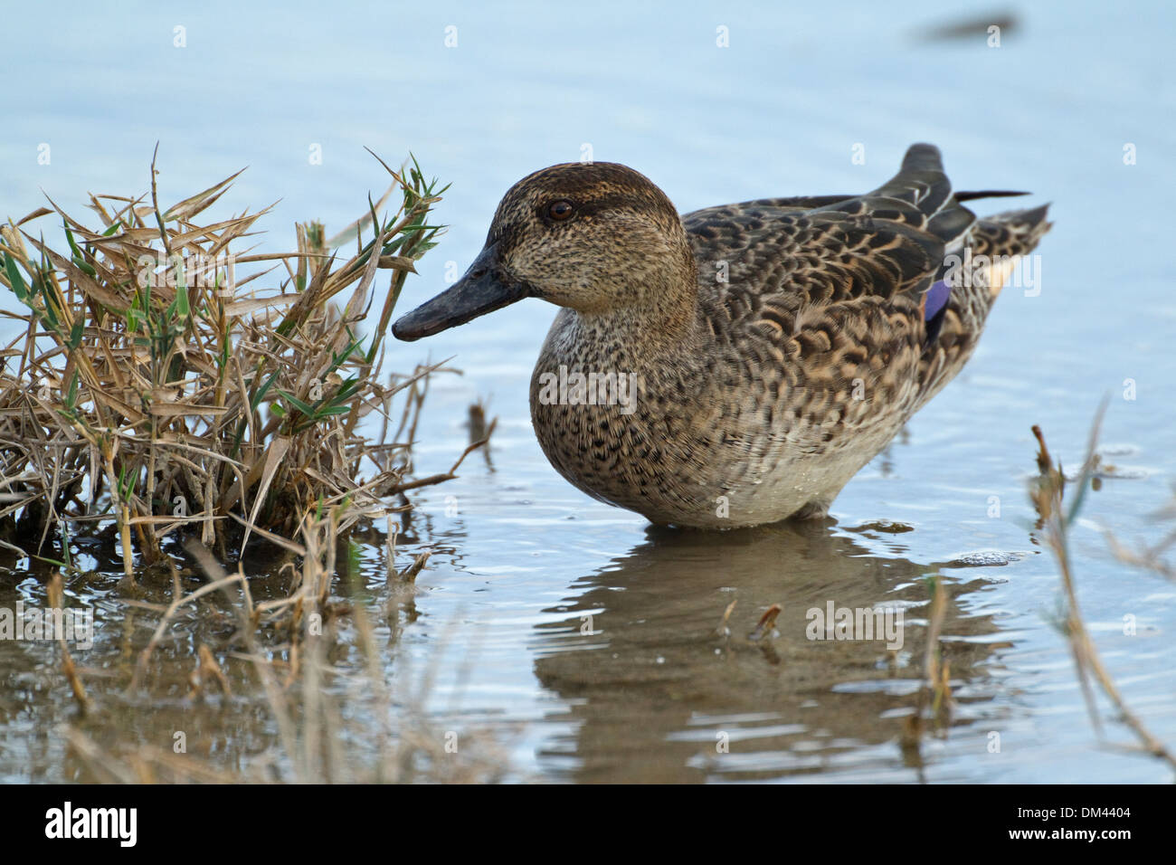 Eclipse male teal hi-res stock photography and images - Alamy