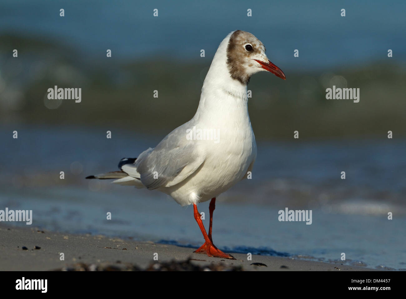 Larus ridibundus laridae hi-res stock photography and images - Alamy