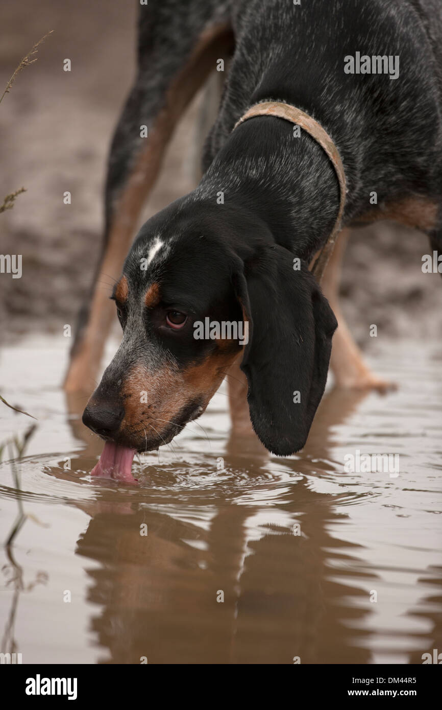 Blue tick, hound, hunting dog, Pennsylvania, coon dog Stock Photo - Alamy