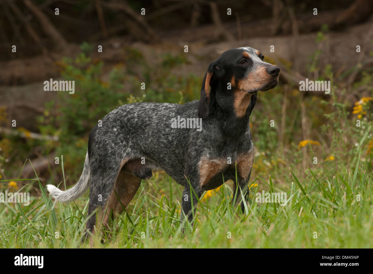 How Do Bluetick Coonhounds Hunt
