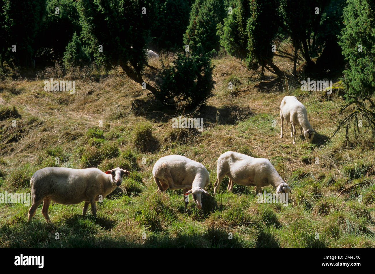 Landrace breeds hi-res stock photography and images - Alamy