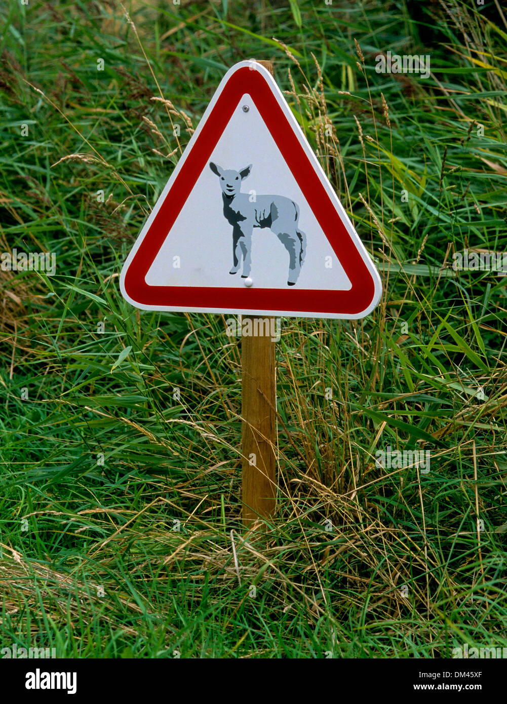 Caution livestock hi-res stock photography and images - Alamy