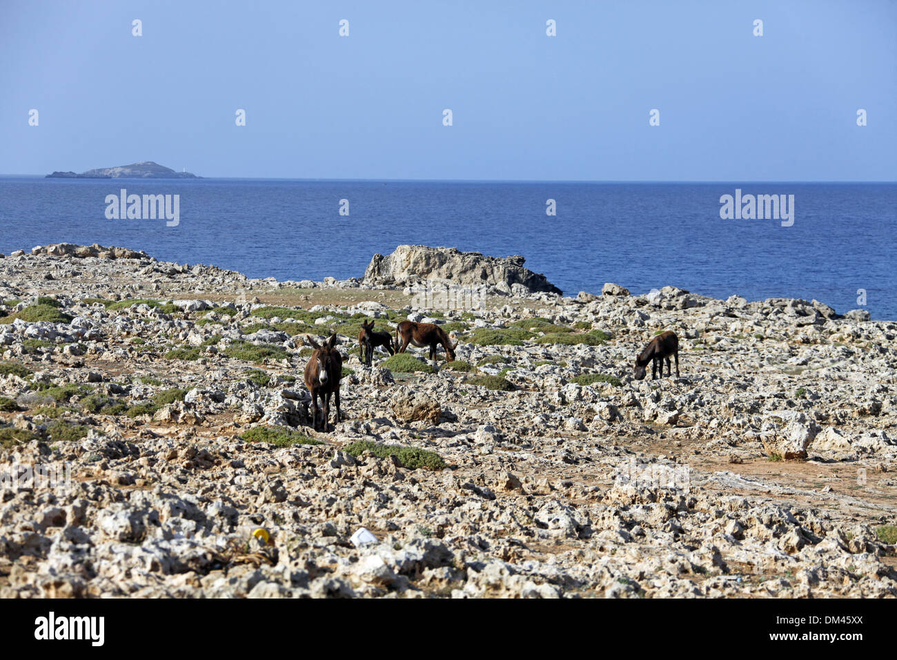 WILD DONKEYS & ROCKS KARPAS PENINSULA NORTHERN CYPRUS 26 May 2013 Stock ...