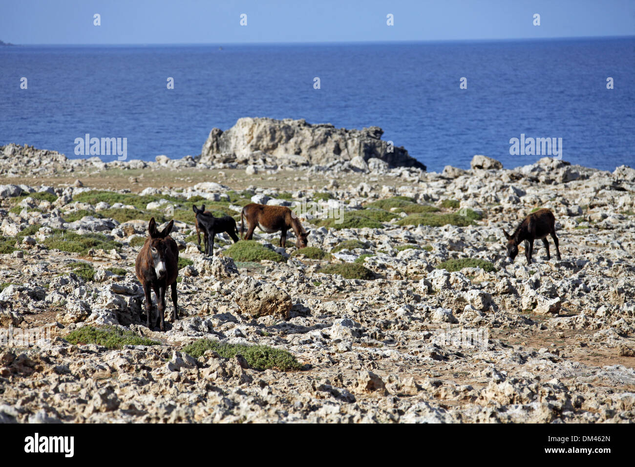 WILD DONKEYS & ROCKS KARPAS PENINSULA NORTHERN CYPRUS 26 May 2013 Stock ...