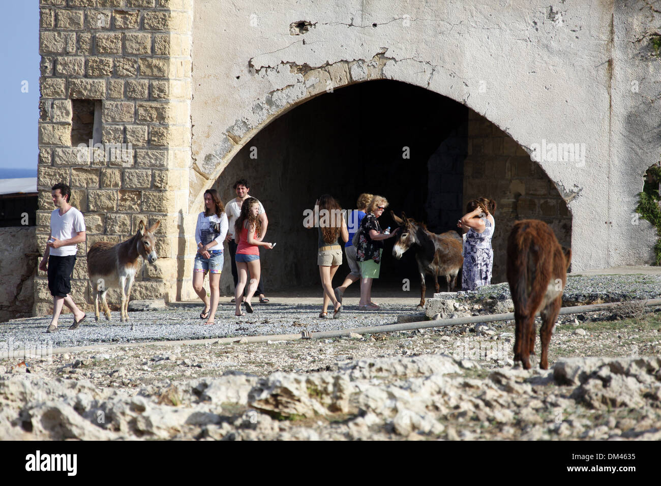 WILD DONKEYS AT APOSTOLOS ANDREOS MONASTERY KARPAS PENINSULA NORTHERN ...