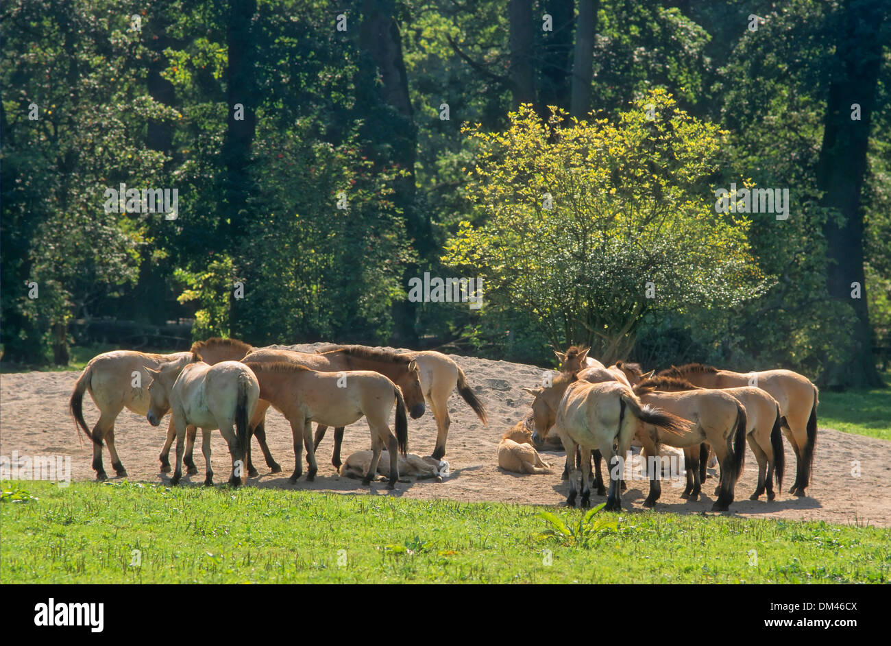 Gruppe Przewalski - Pferde, Przewalski-Pferd (Equus ferus przewalskii ...