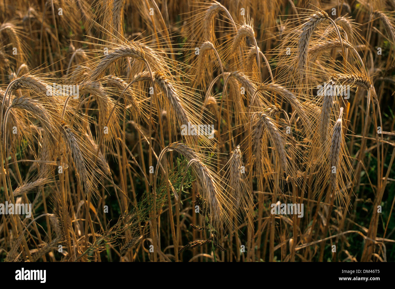 Rye field in summer, agriculture Stock Photo - Alamy
