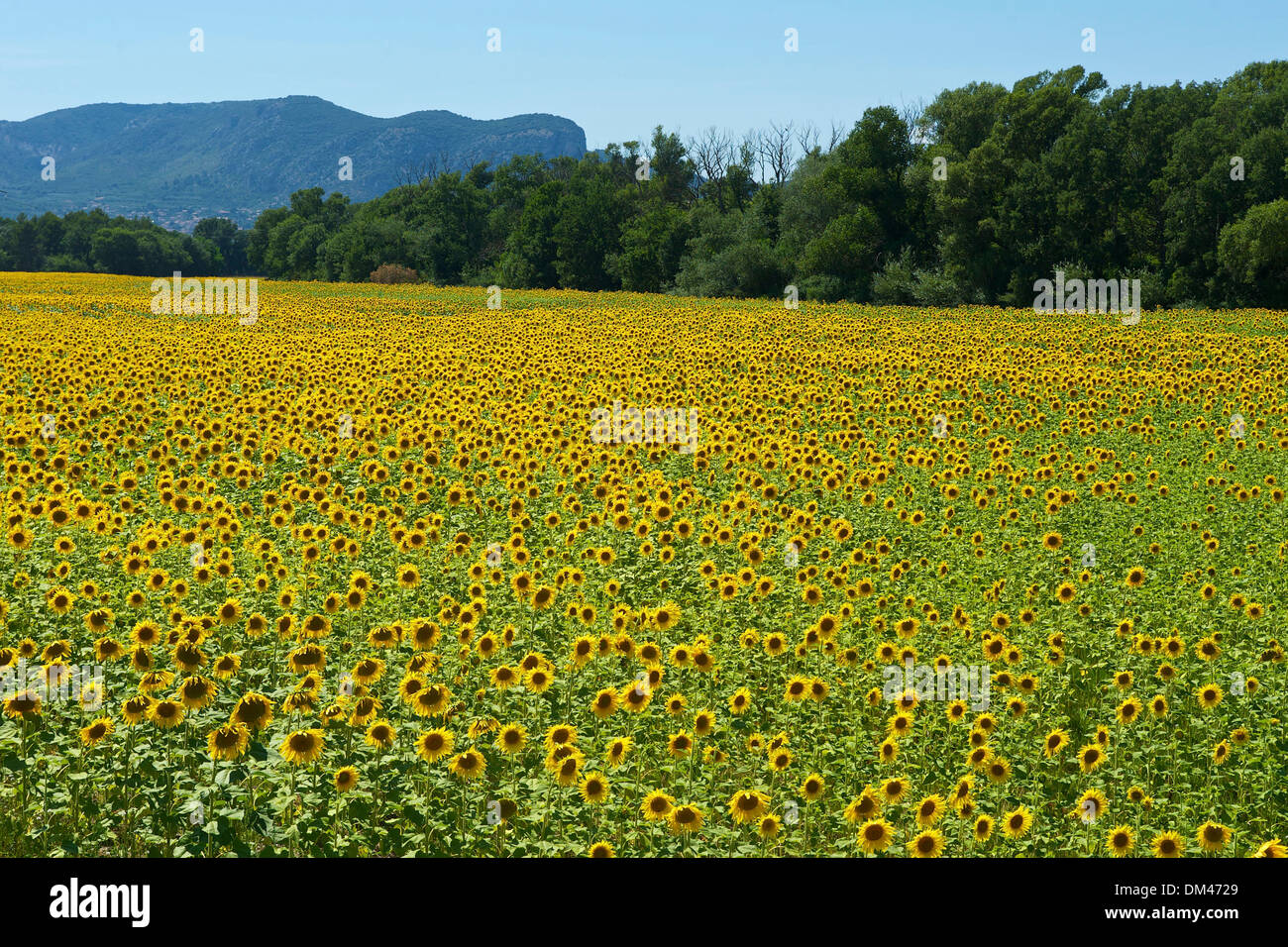 France Europe Provence South of France sunflower field sunflowers field ...