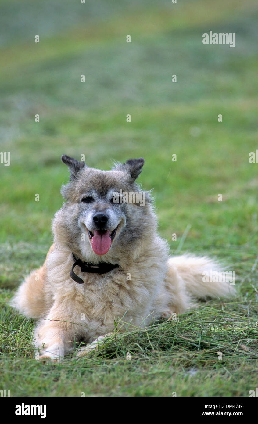 Old German Sheepdog Stock Photo - Alamy