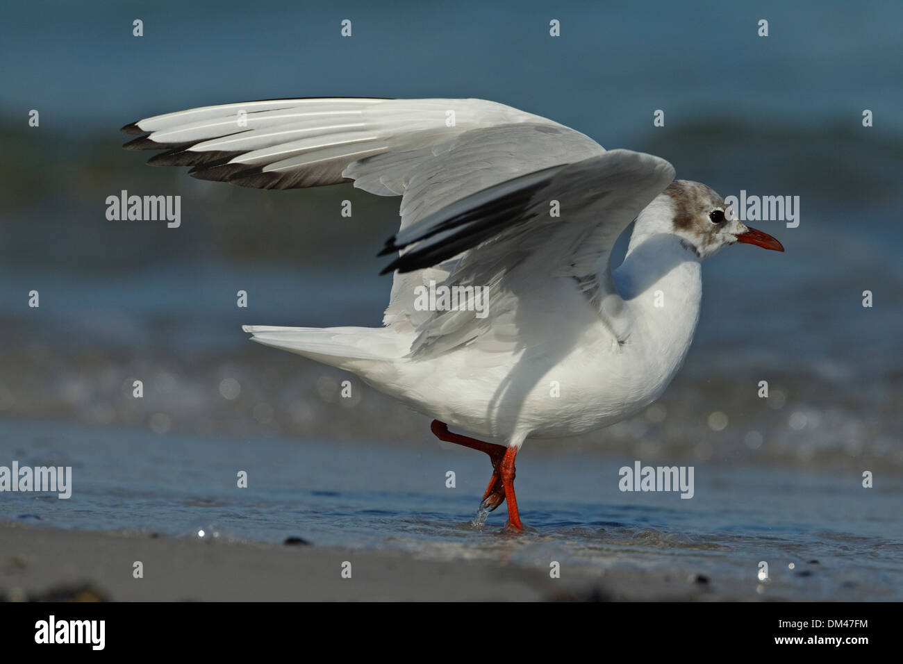 Larus ridibundus laridae hi-res stock photography and images - Alamy