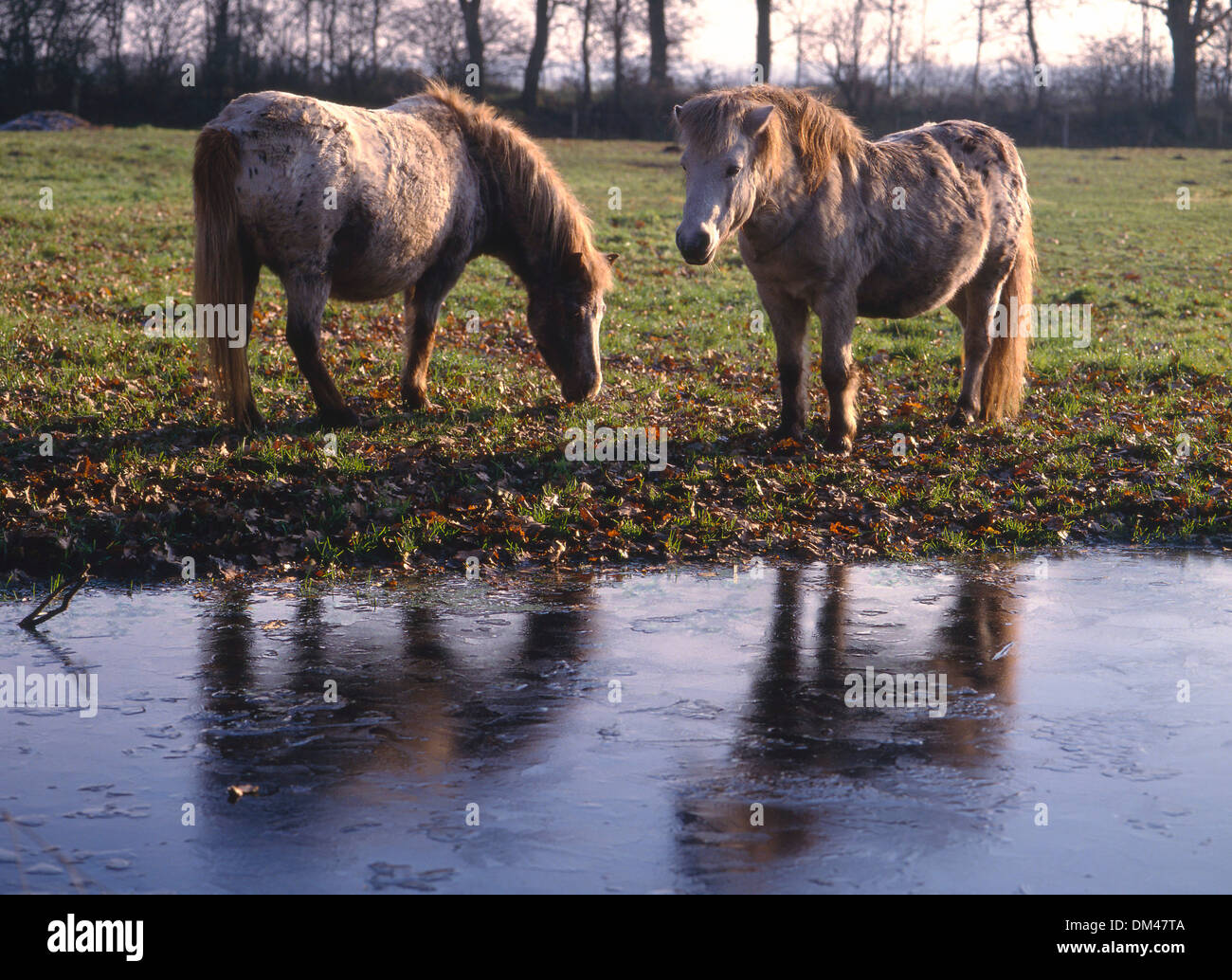 Horses on frozen lake, Pferde am zugefrorenen See Stock Photo - Alamy