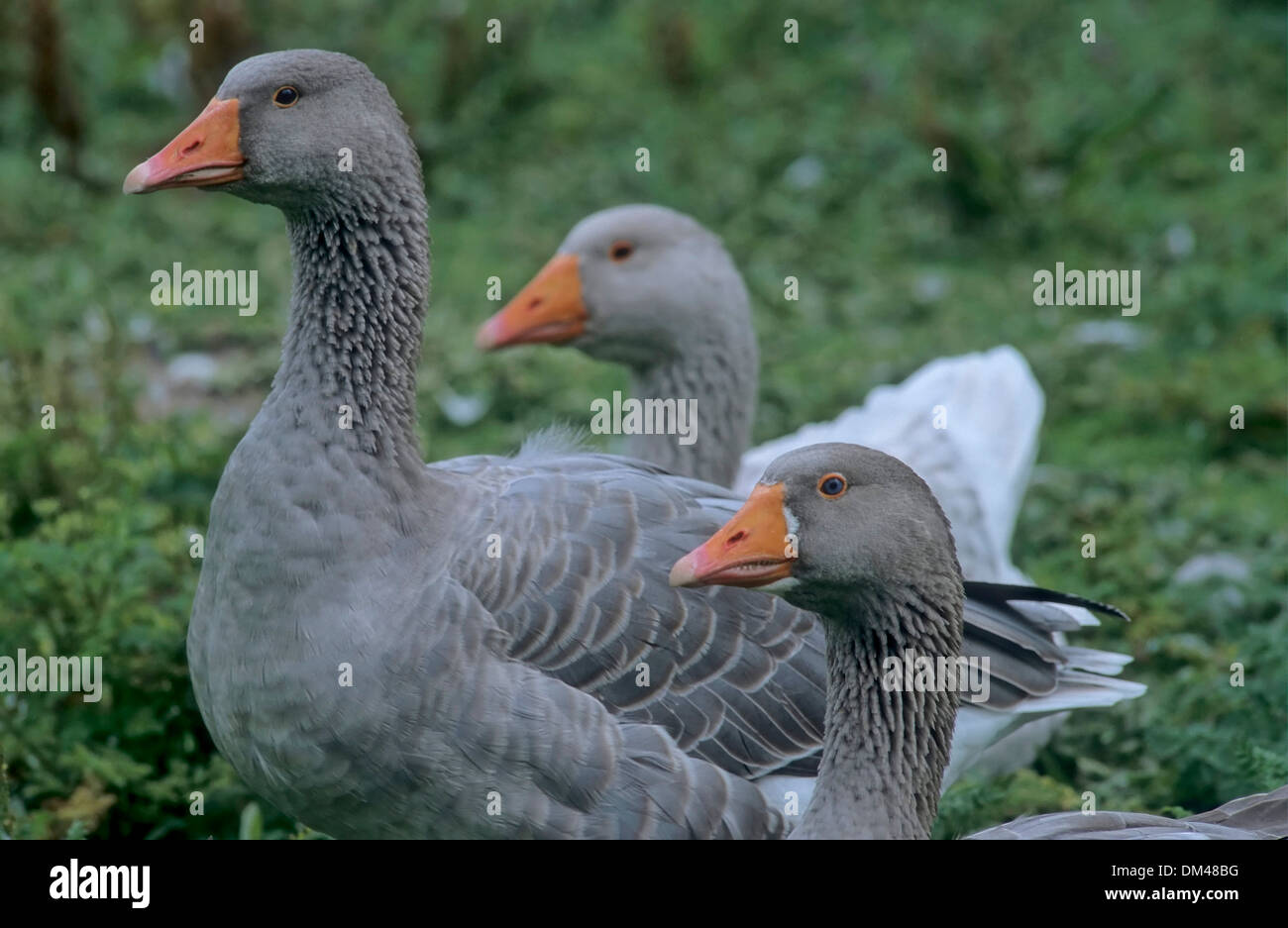 Frankengans hi-res stock photography and images - Alamy