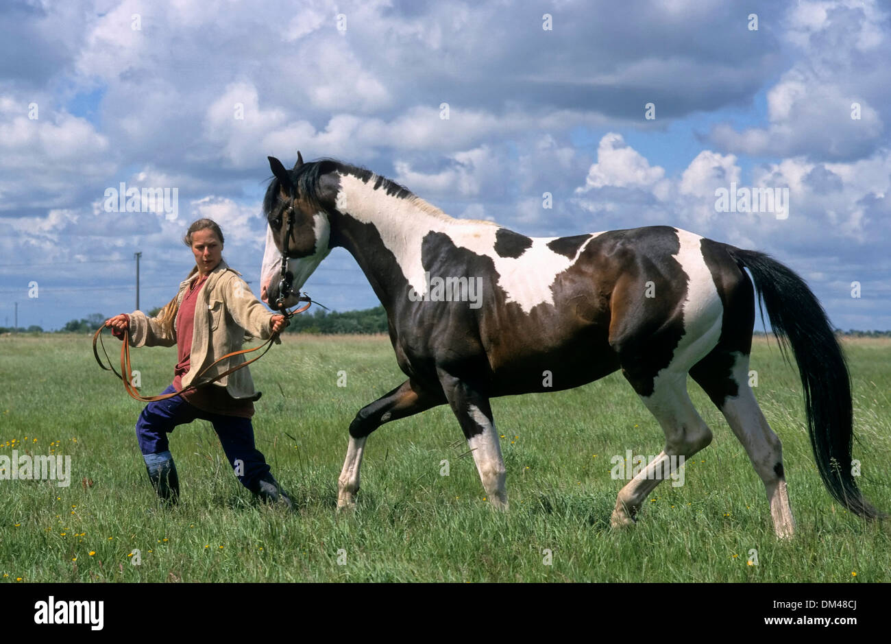 Westernpferd hi-res stock photography and images - Alamy