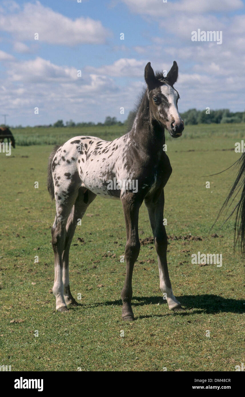 Blue Roan Appaloosa Foal