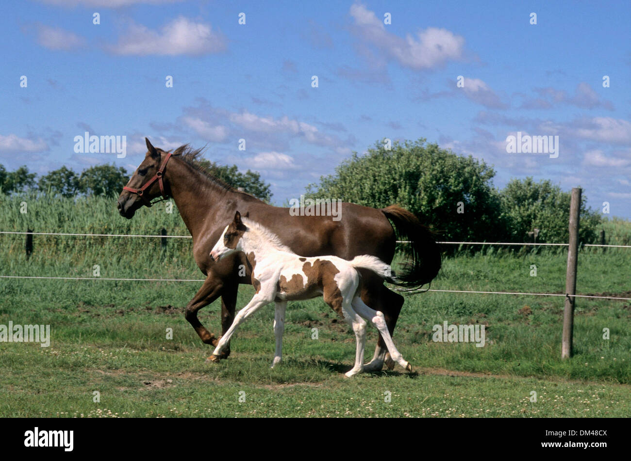 Pinto, Western horse, foal, Pinto, Westernpferd, Fohlen Stock Photo - Alamy