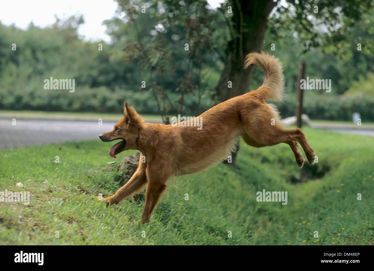 Old german sheepdog hi-res stock photography and images - Alamy