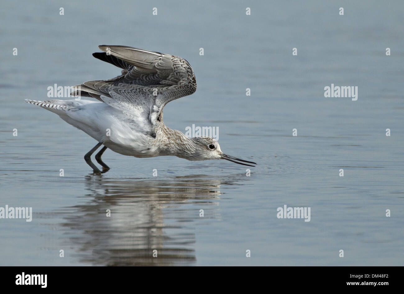 Common Greenshank (Tringa nebularia) stretching wings Stock Photo - Alamy