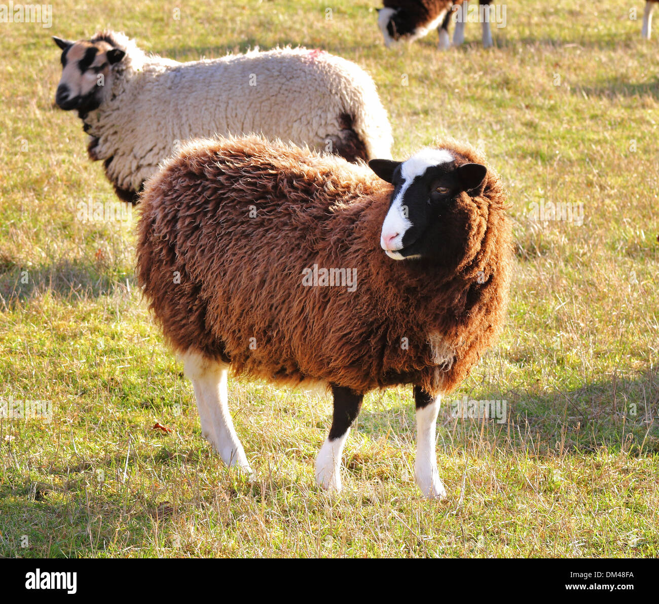 Balwen Sheep High Resolution Stock Photography and Images - Alamy