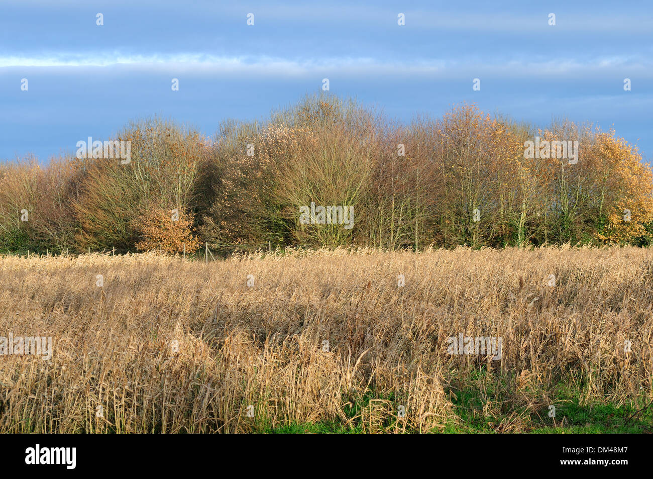 Reed bird shooting hi-res stock photography and images - Alamy