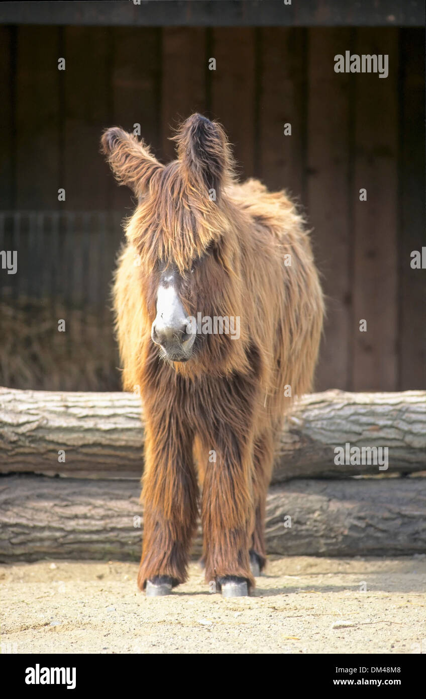 Poitou-giant-donkey, Poitou donkeys, Baudet du Poitou, Poitou-Riesen ...