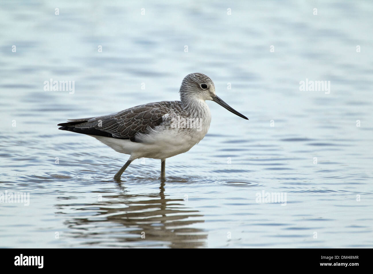 Common mallorca birds hi-res stock photography and images - Alamy