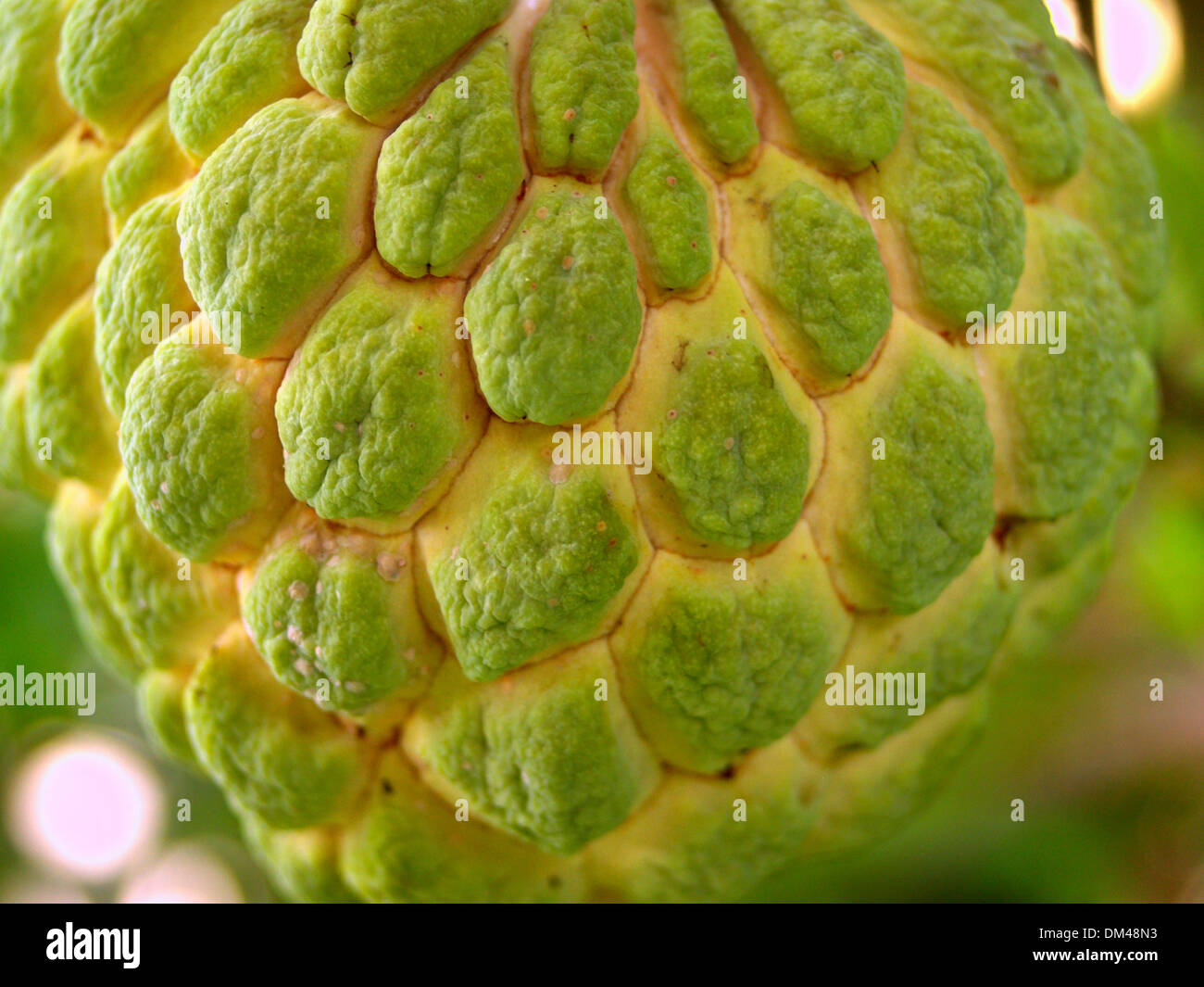 Sugar Apple fruit Stock Photo - Alamy